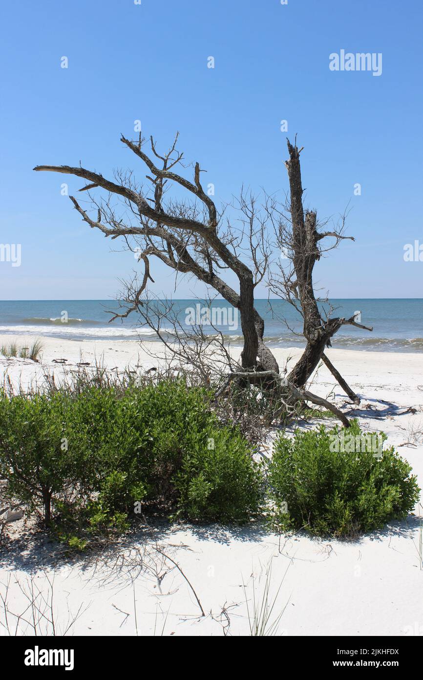 A beautiful view of a dead tree on a sandy beach with green bushes ...