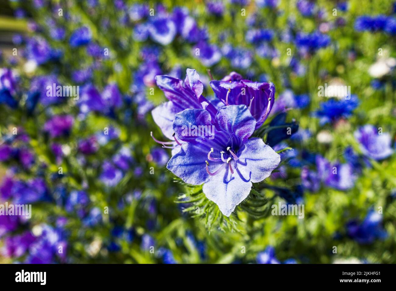 Echium vulgare or viper's bugloss also known as blueweed flowering in ...