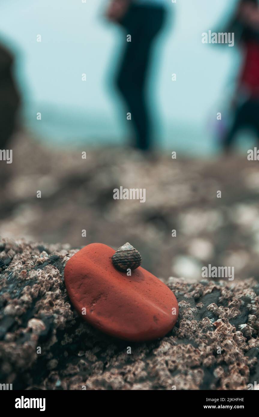 A vertical macro shot of a small snail on red sea stone on seashore on ...