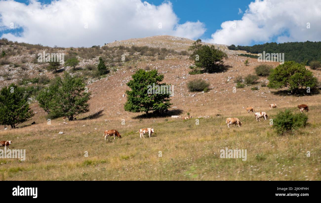 large livestock of cows in a long grass meadow field during sunset ...