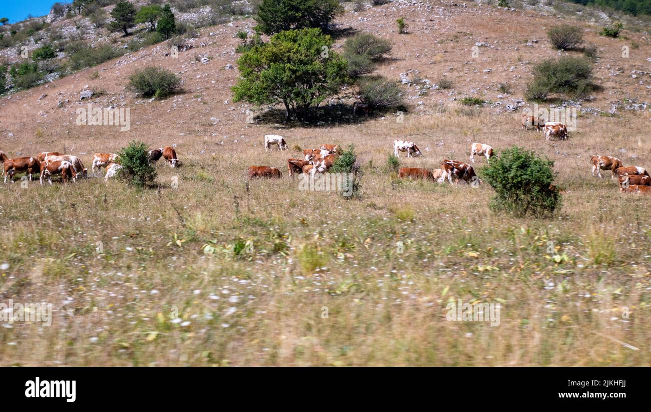 large livestock of cows in a long grass meadow field during sunset ...