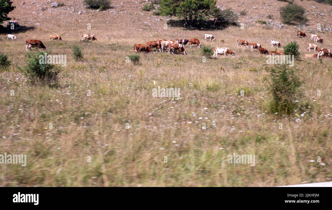 large livestock of cows in a long grass meadow field during sunset ...
