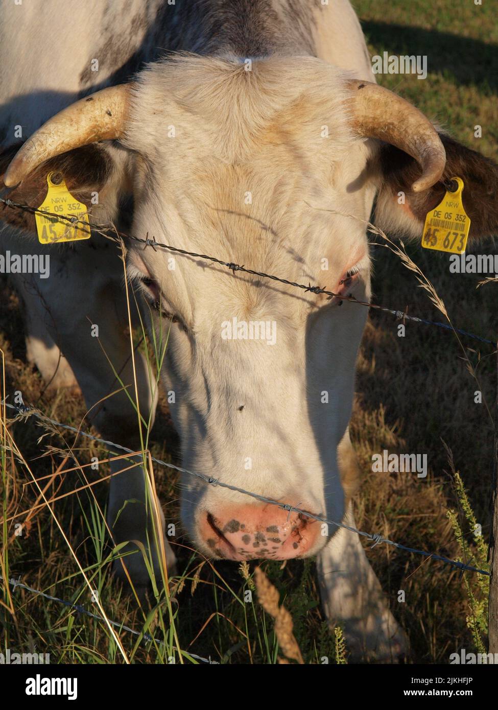 A vertical shot of a white cow with tagged ears on a farm eating grass ...