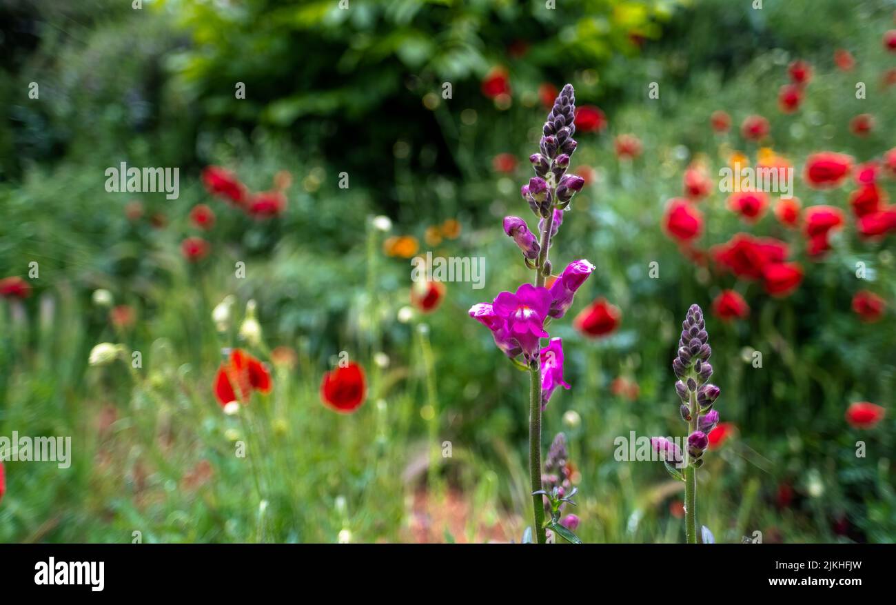 A beautiful wildflowers growing in a field of North Macedonia Stock ...