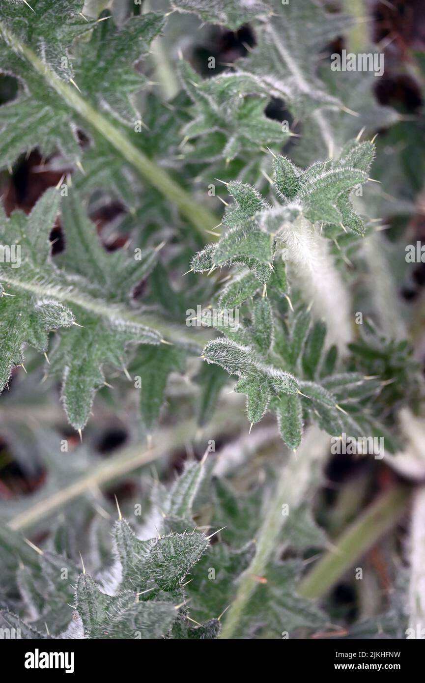 A vertical shot of a spear thistle with wide open leaves with sharp ...