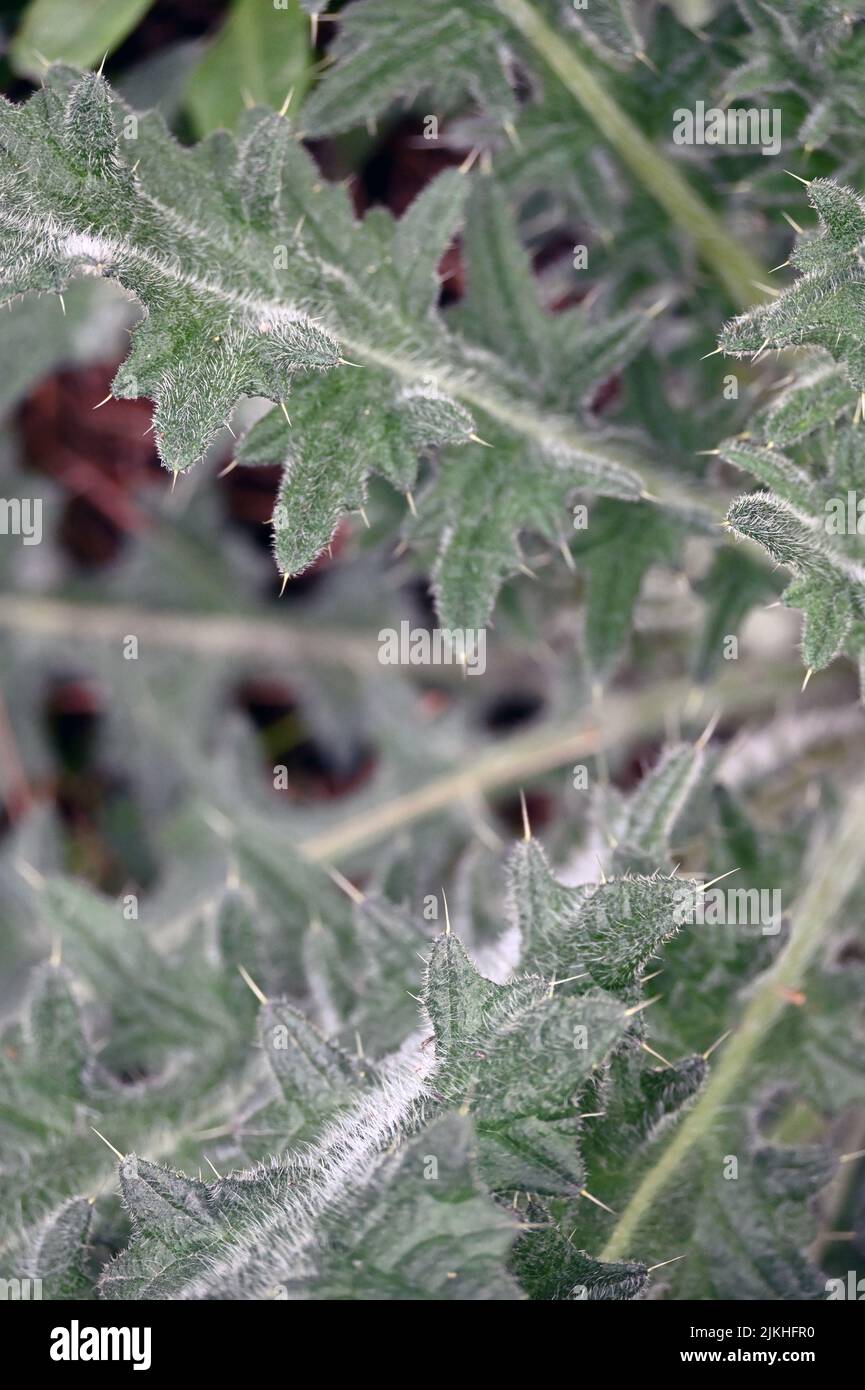 Thistle stems hi-res stock photography and images - Alamy