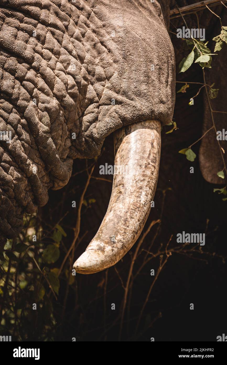 Ivory teeth hi-res stock photography and images - Alamy