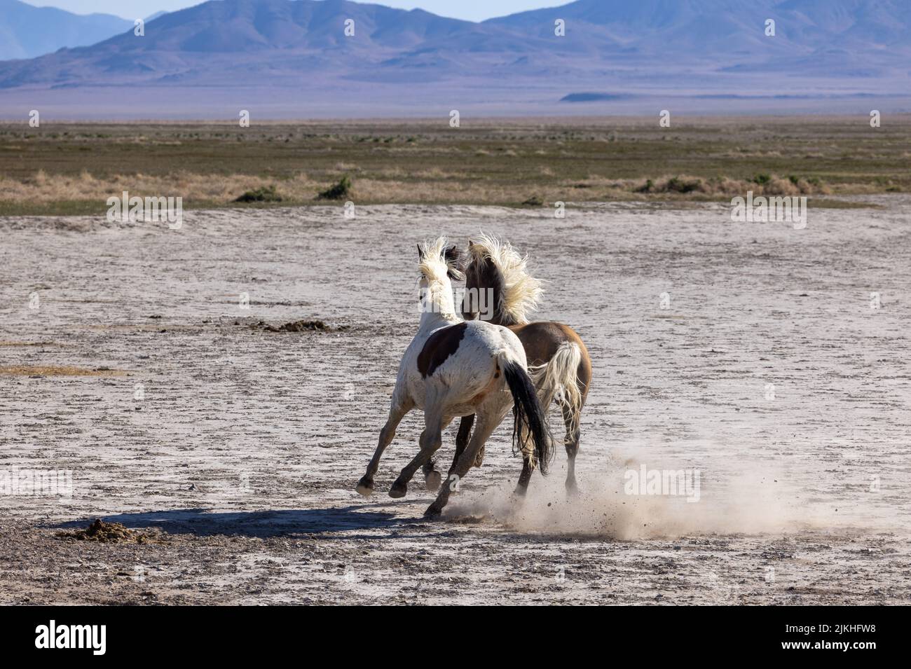 Wild Horse Stallions Fighting in the Utah Desert in Springtime Stock ...