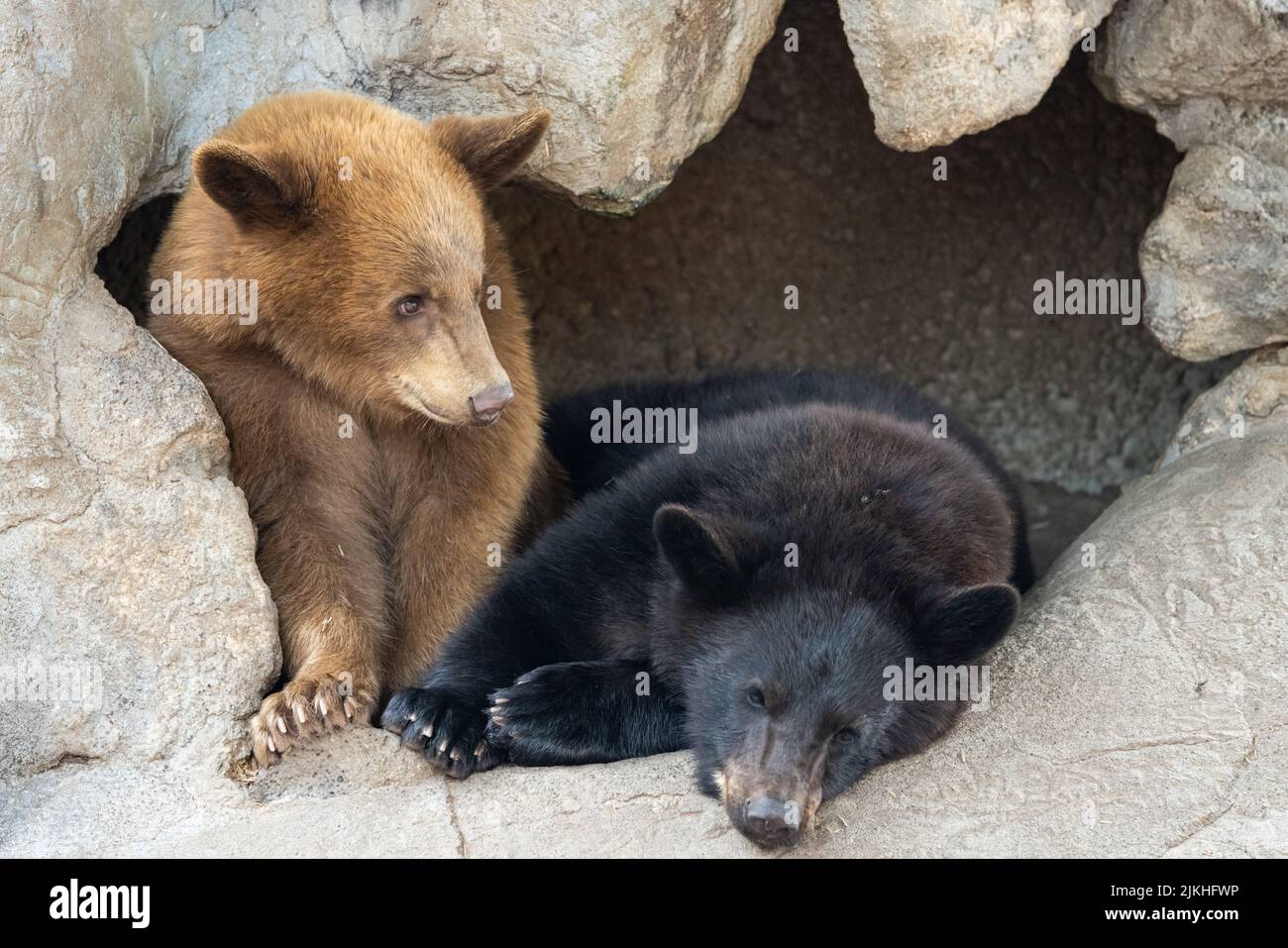 Black bears cave hi-res stock photography and images - Alamy