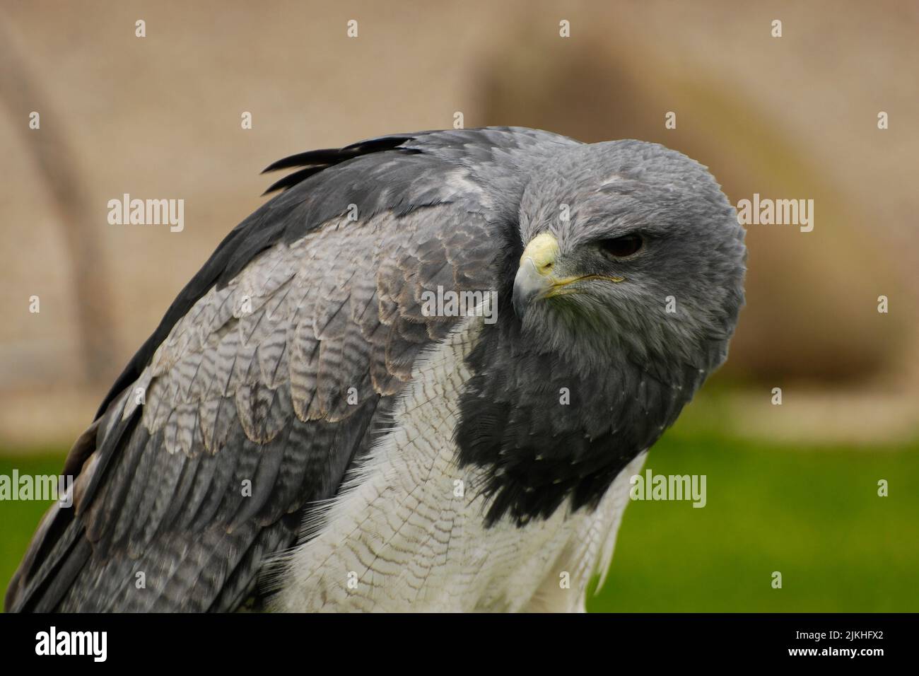 Chilean blue eagle hi-res stock photography and images - Alamy