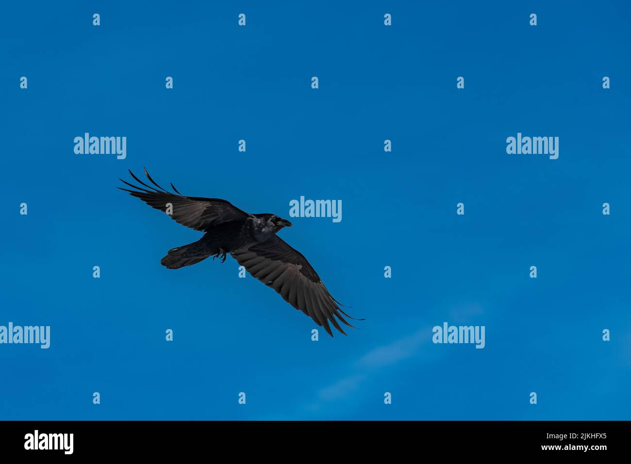 Black crow flying in blue sky, spread wings, portrait Stock Photo - Alamy