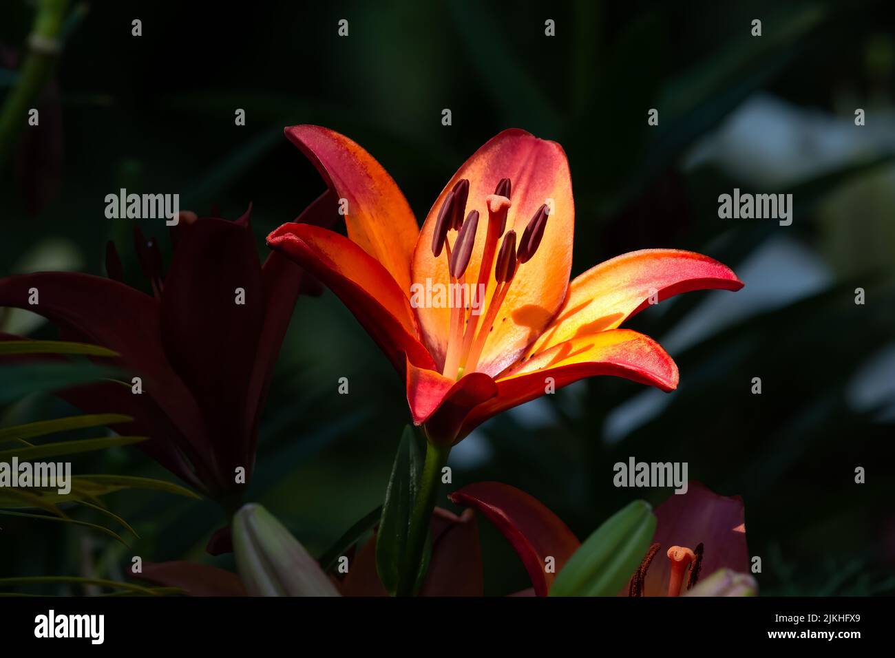 Royal sunset lily hi-res stock photography and images - Alamy