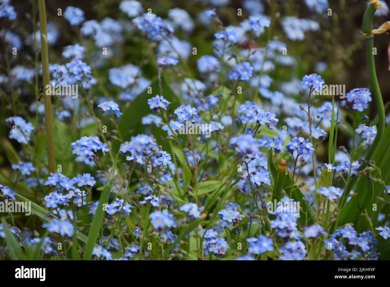 A selective focus of blue Wood Forget-me-not flowers growing among ...