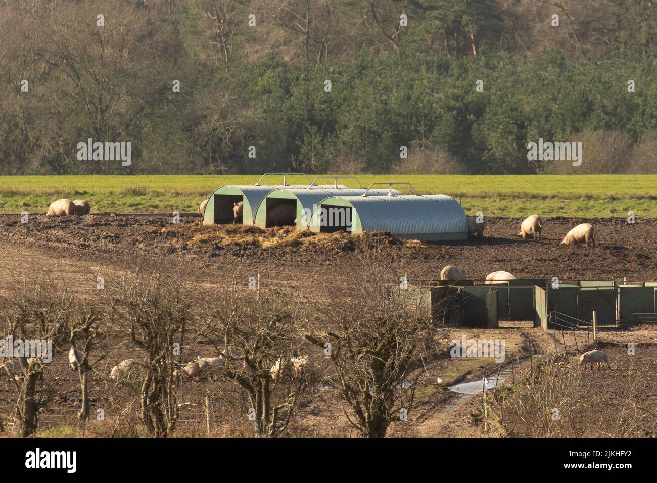 A view of many corrugated pigsties with swine in East Harling, England ...