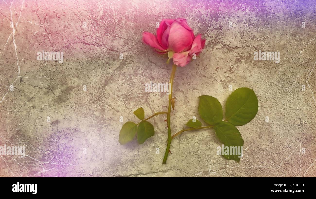 A top view of pink Turkish isparta roses on cracked ground Stock Photo ...