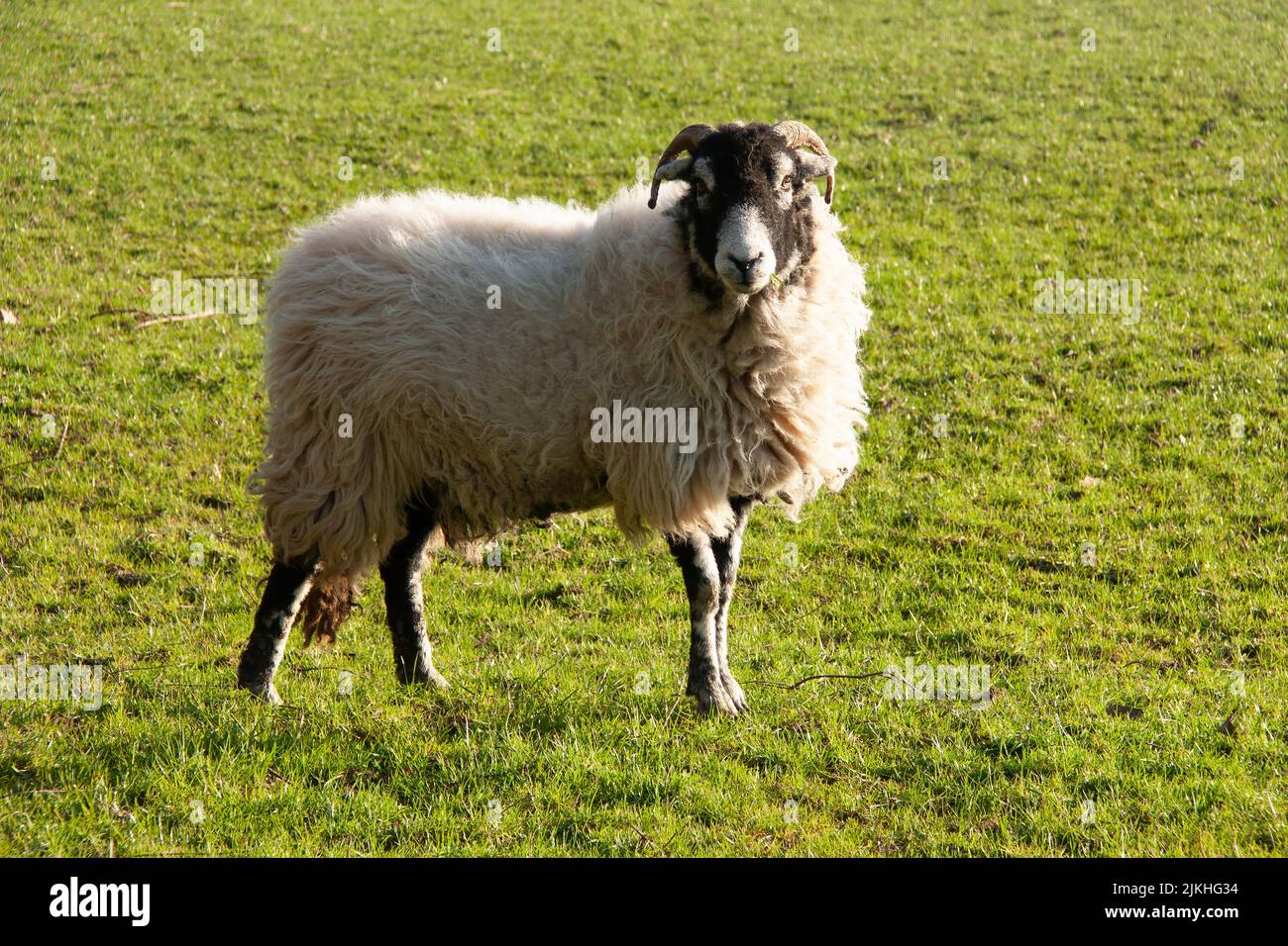 A view of a horned wooly sheep (ovis arise) standing in a green field ...
