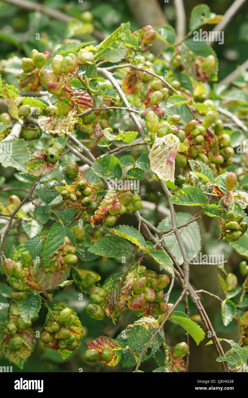 Vertical closeup on an aggregation of elm sack gall aphid cases on a ...
