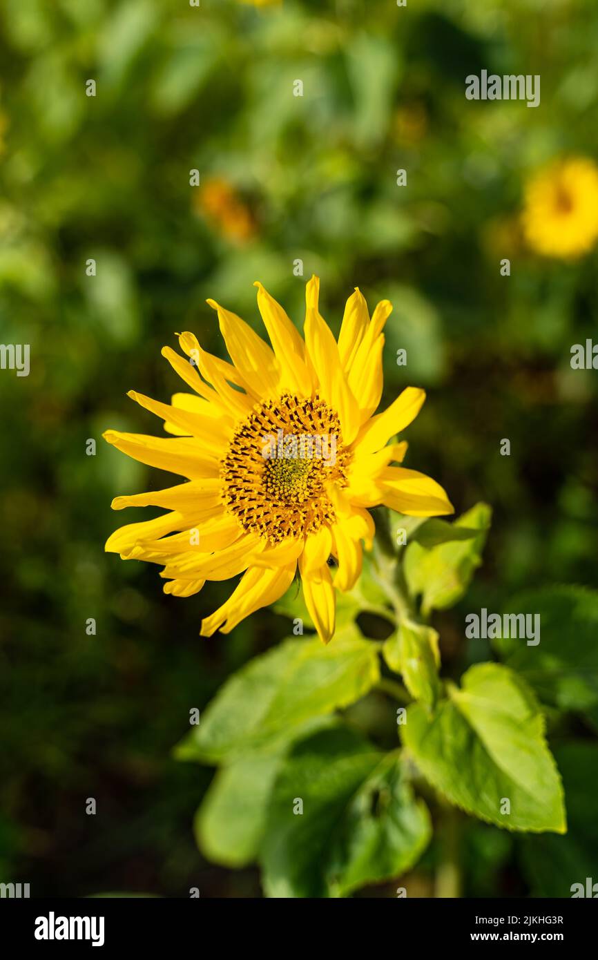 Disk of a sunflower hi-res stock photography and images - Alamy