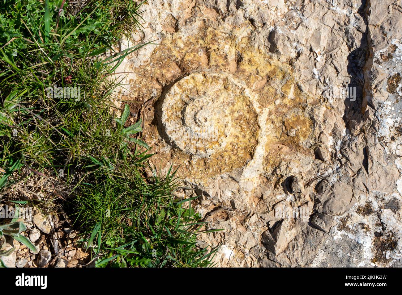 Natural spiral hi-res stock photography and images - Alamy