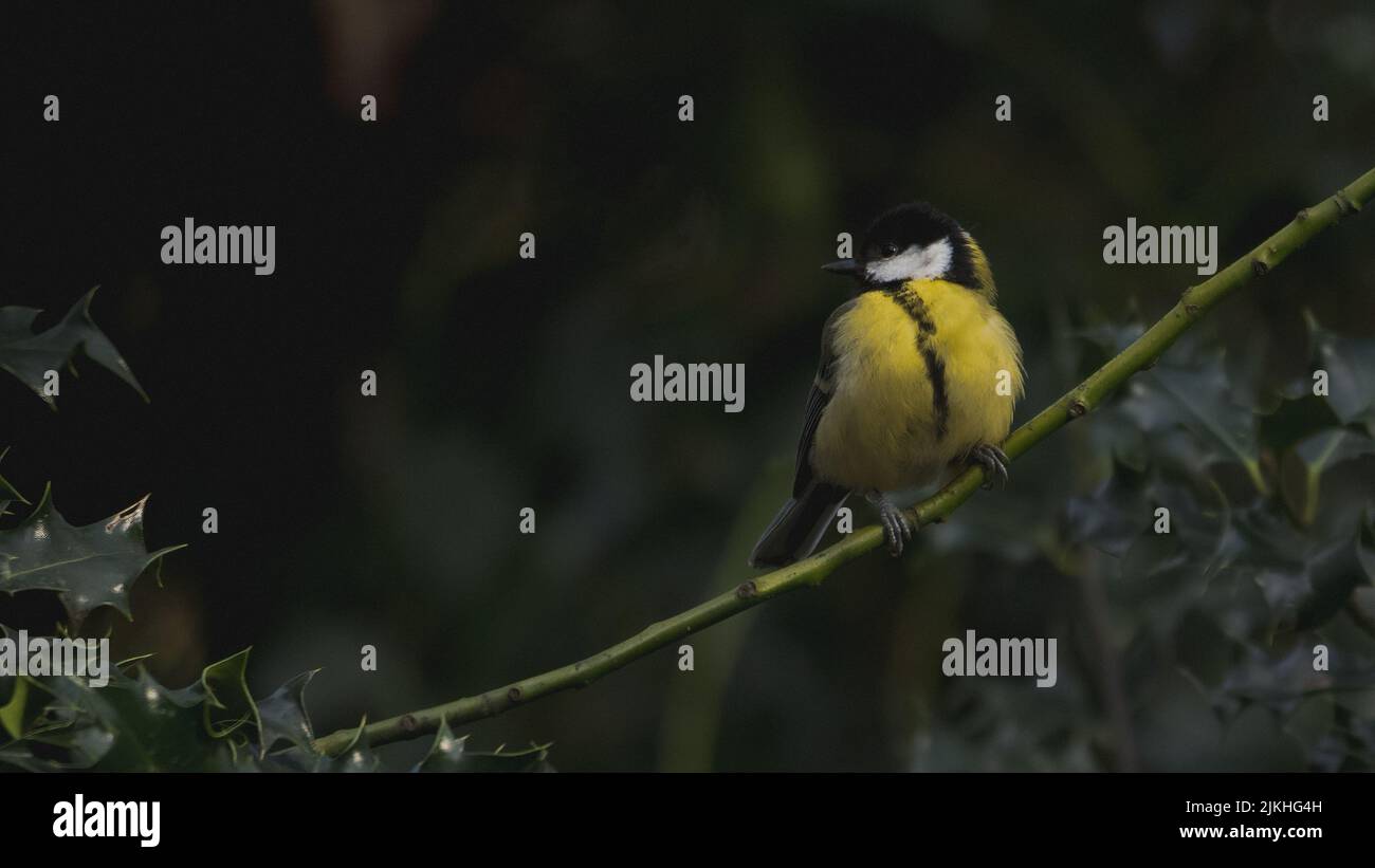 A closeup shot of a small bird with yellow feathers sitting in a branch ...