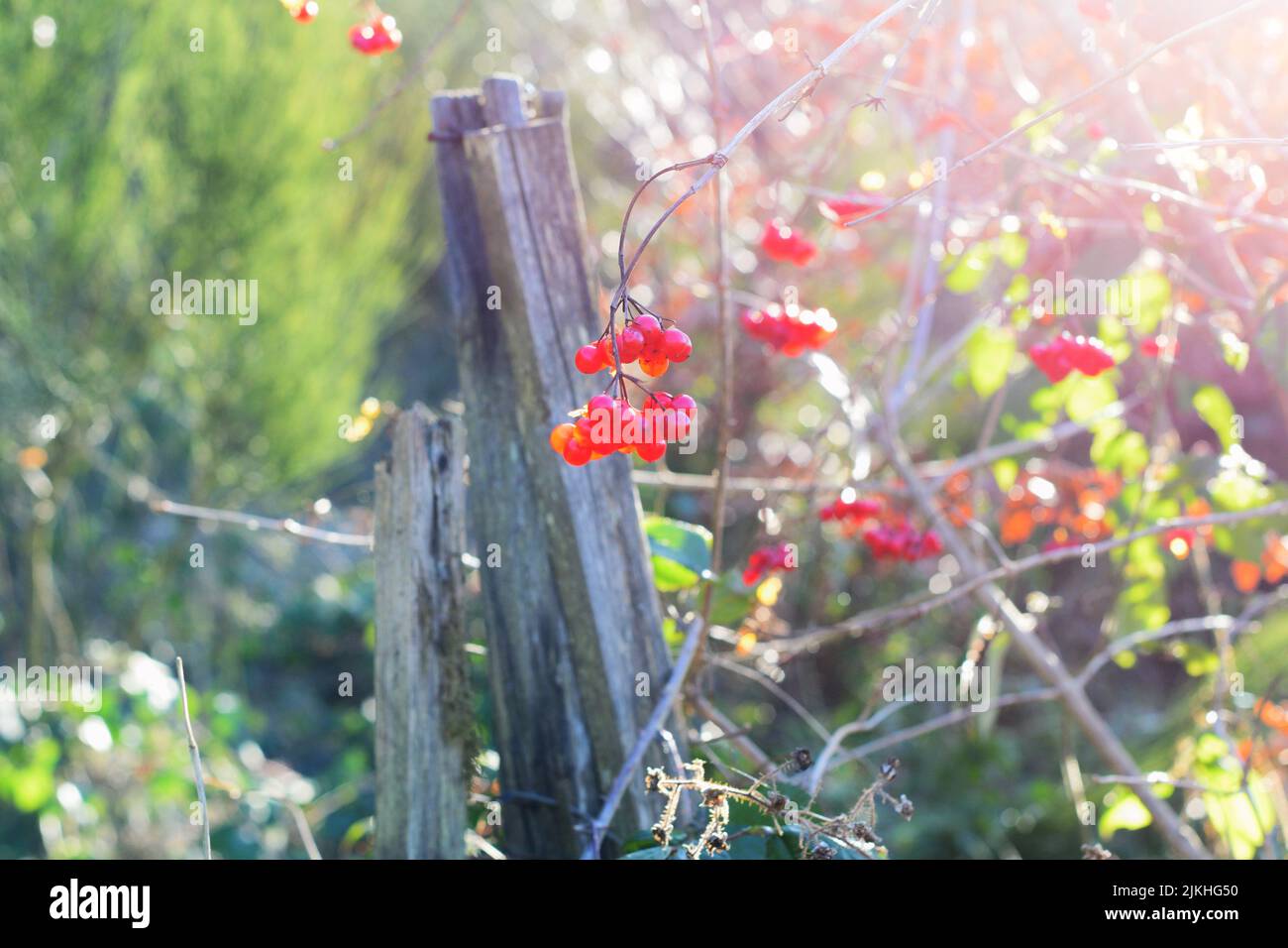 A closeup of red cranberries growing on a bush in sunlight Stock Photo ...