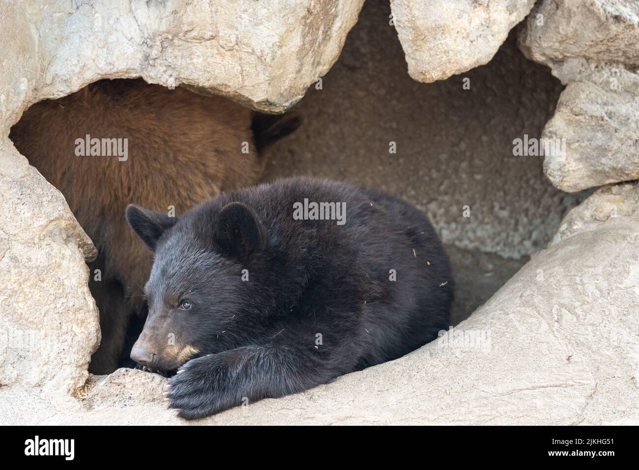 Black bears cave hi-res stock photography and images - Alamy