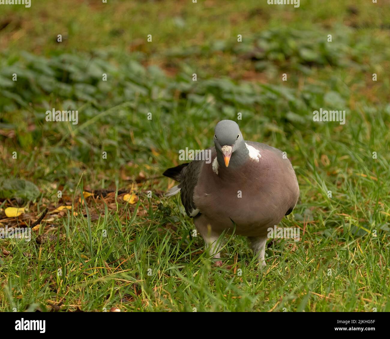 A closeup of a Hungry Wood Pigeon (Columba palumbus) walking through ...