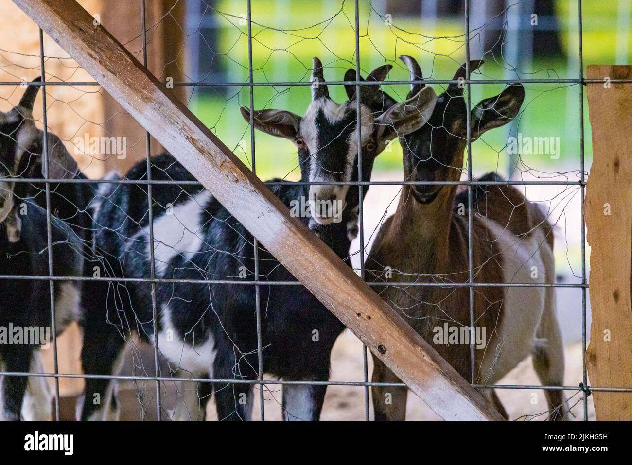 Goats behind a fence hi-res stock photography and images - Alamy