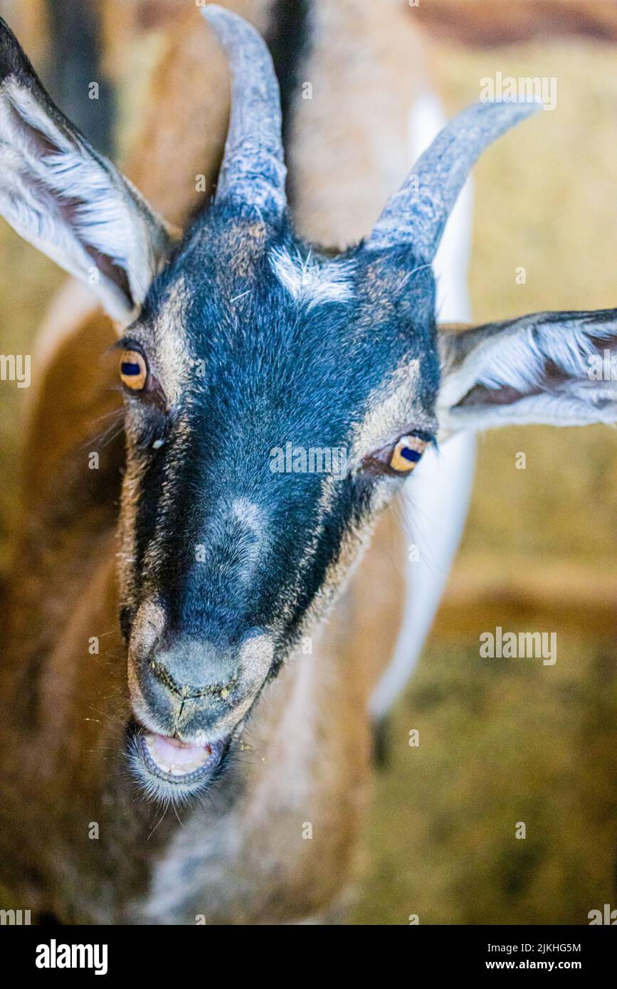 A vertical closeup shot of a goat in a farm on blurred background Stock ...