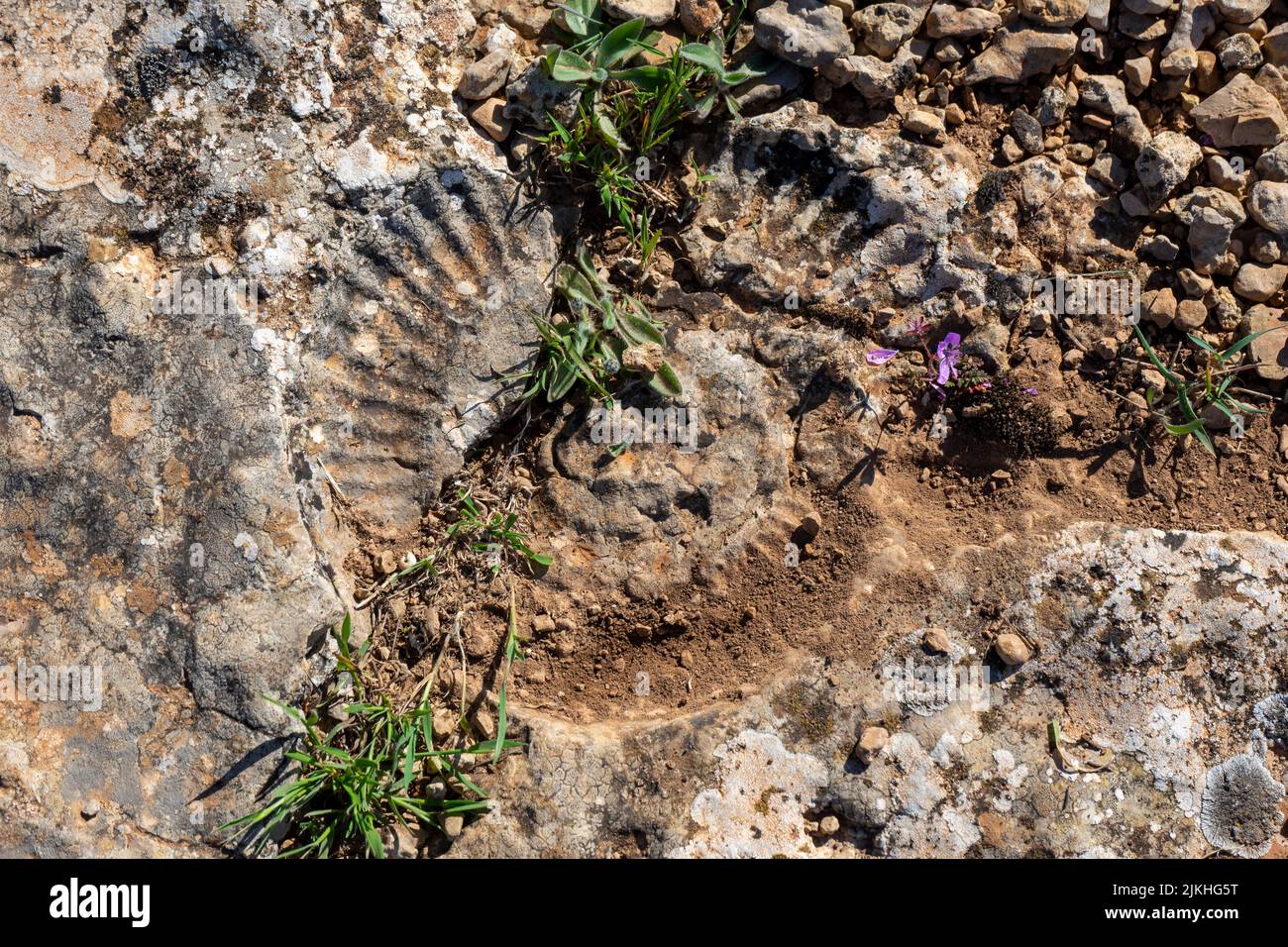 Natural spiral hi-res stock photography and images - Alamy