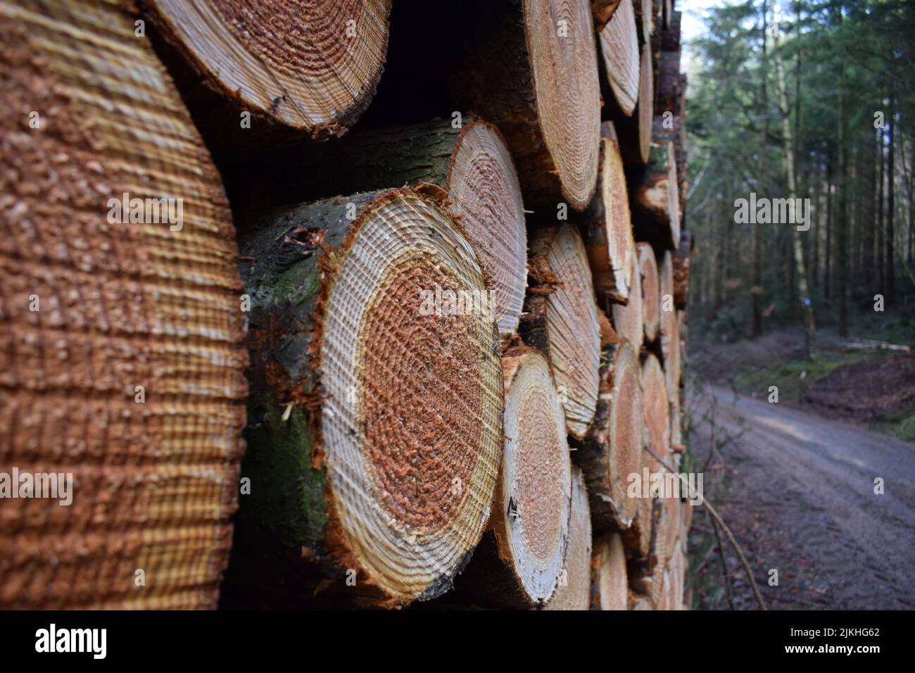 A closeup of a stack of tree logs covered with moss Stock Photo - Alamy