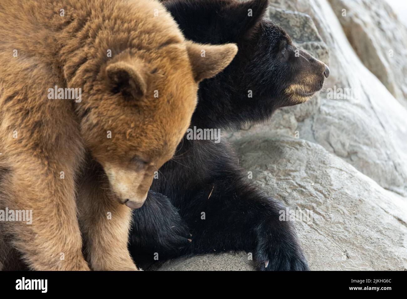 Black bears cave hi-res stock photography and images - Alamy