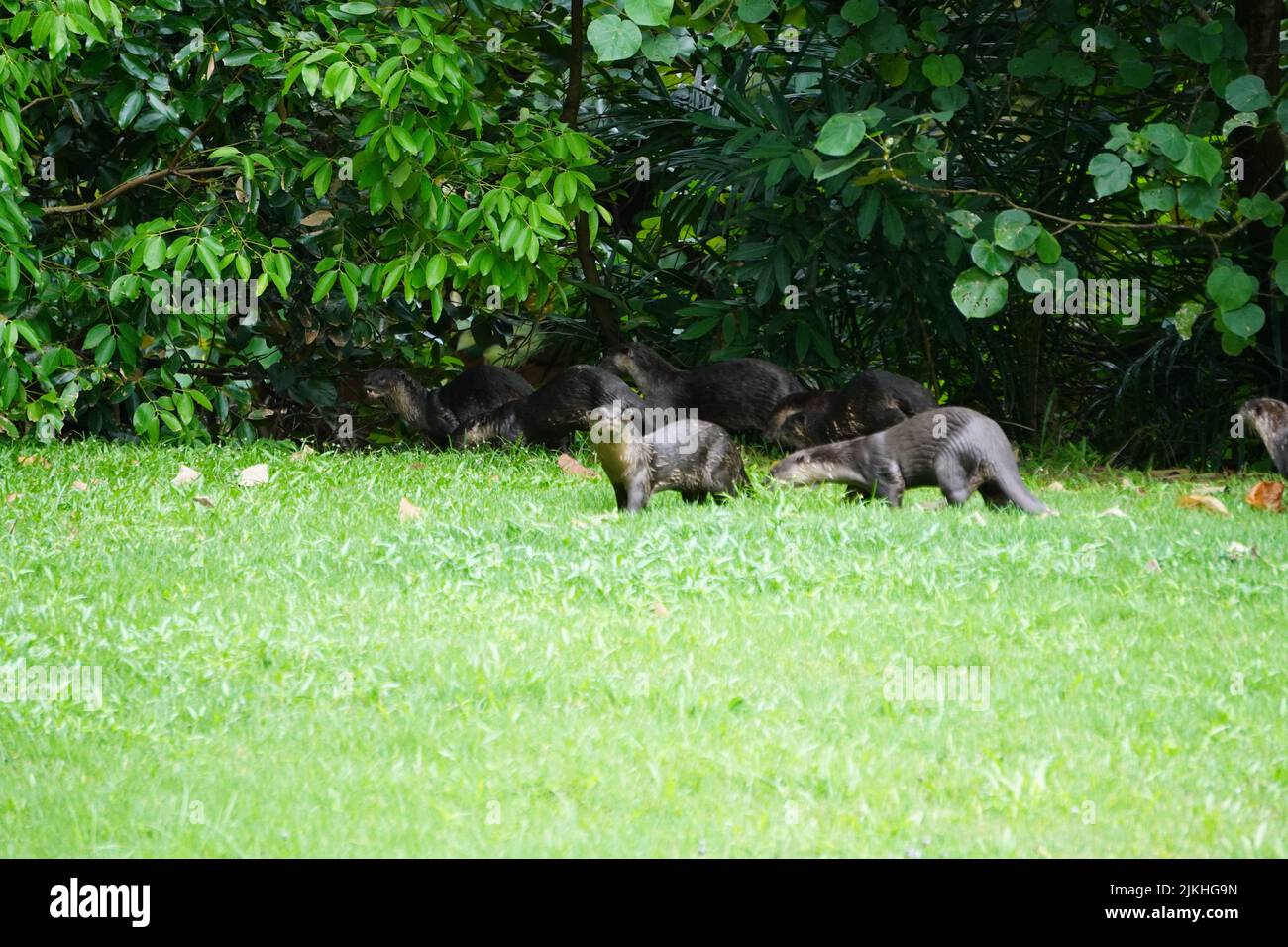 Tayras hi-res stock photography and images - Alamy