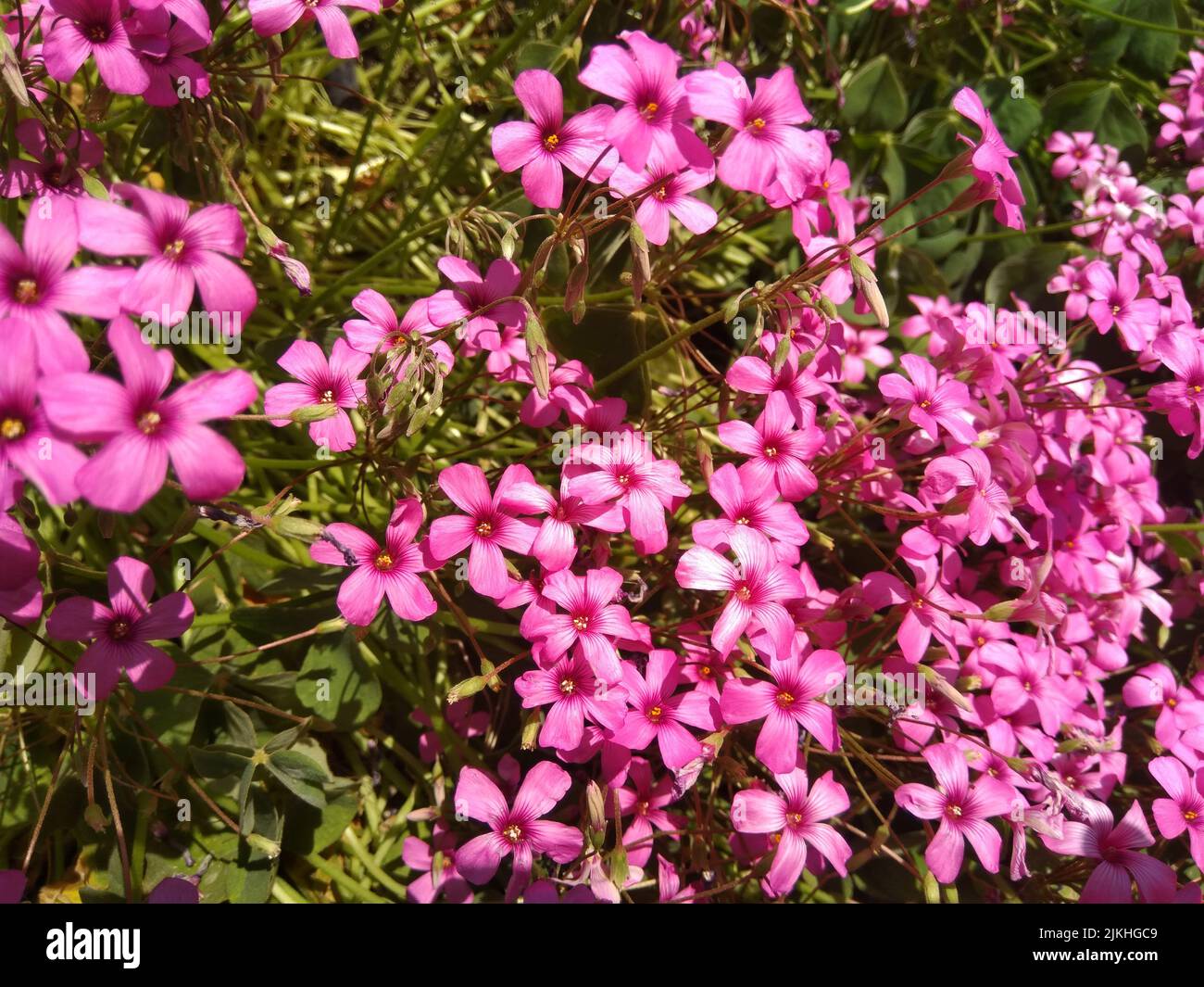 Background for beauty and pink color Stock Photo - Alamy