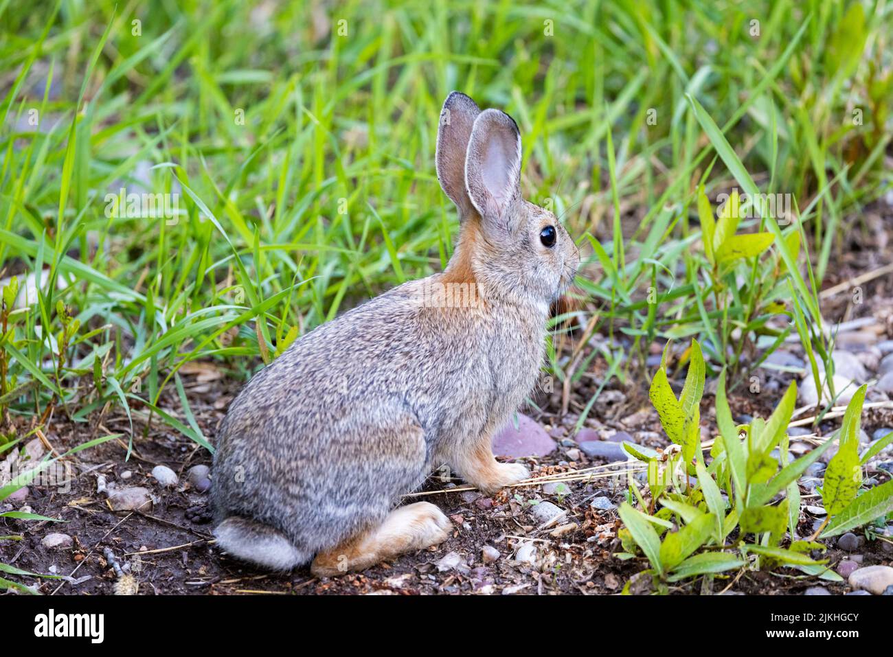 A closeup of a cute gray rabbit surrounded by green grass Stock Photo ...