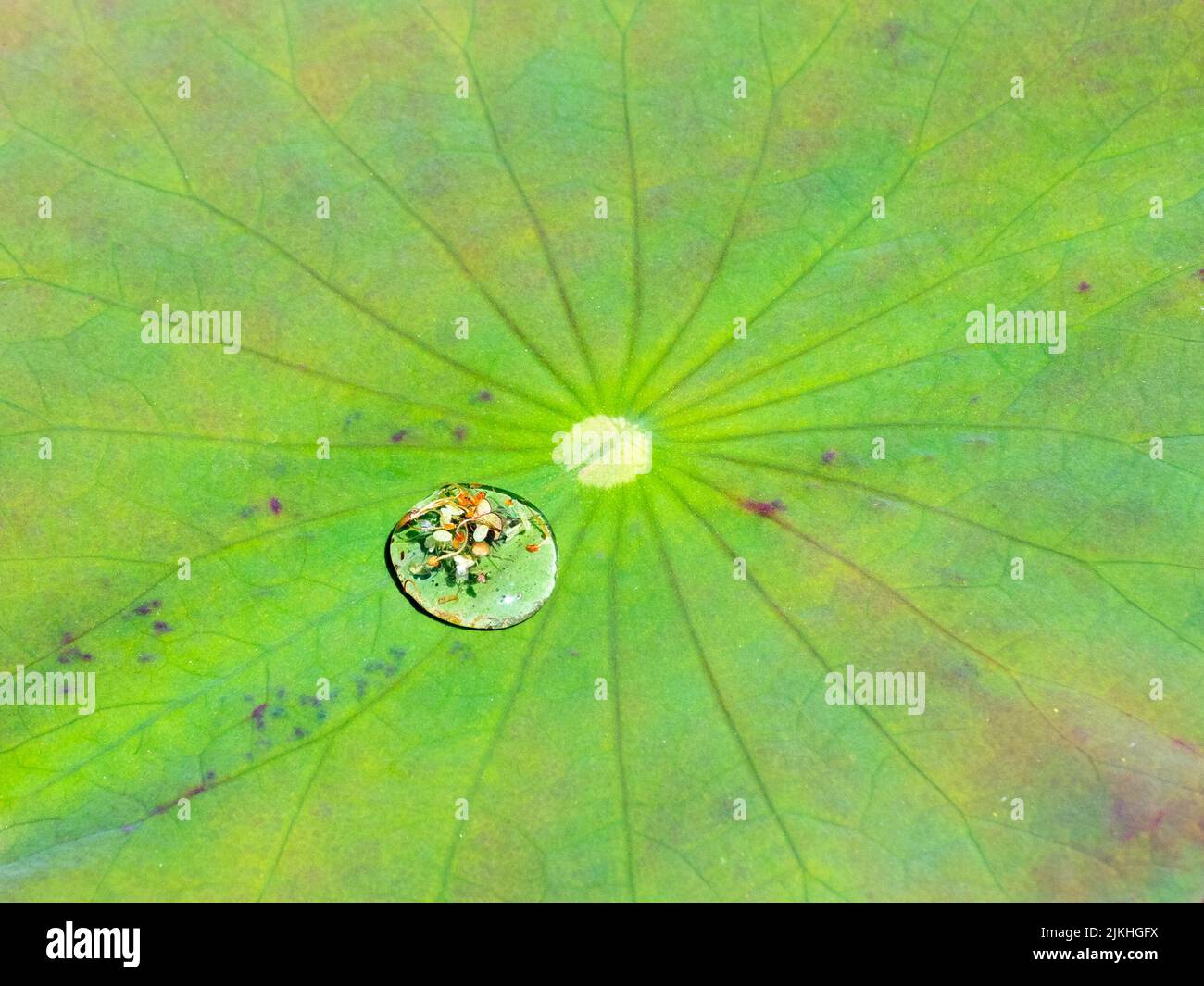 A drop of water on a green leaf Stock Photo - Alamy
