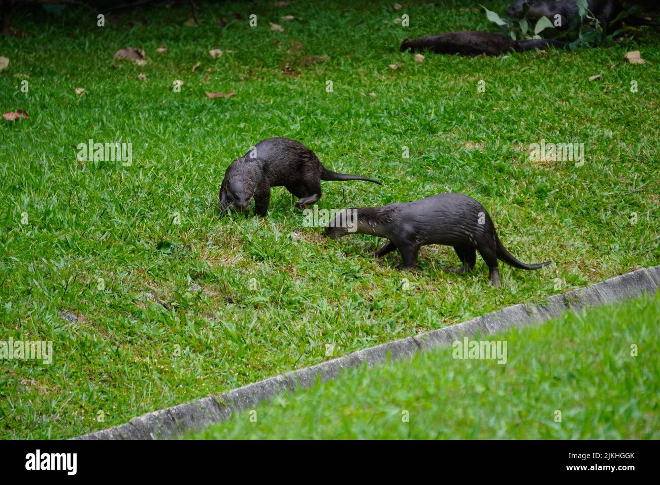 Tayras hi-res stock photography and images - Alamy
