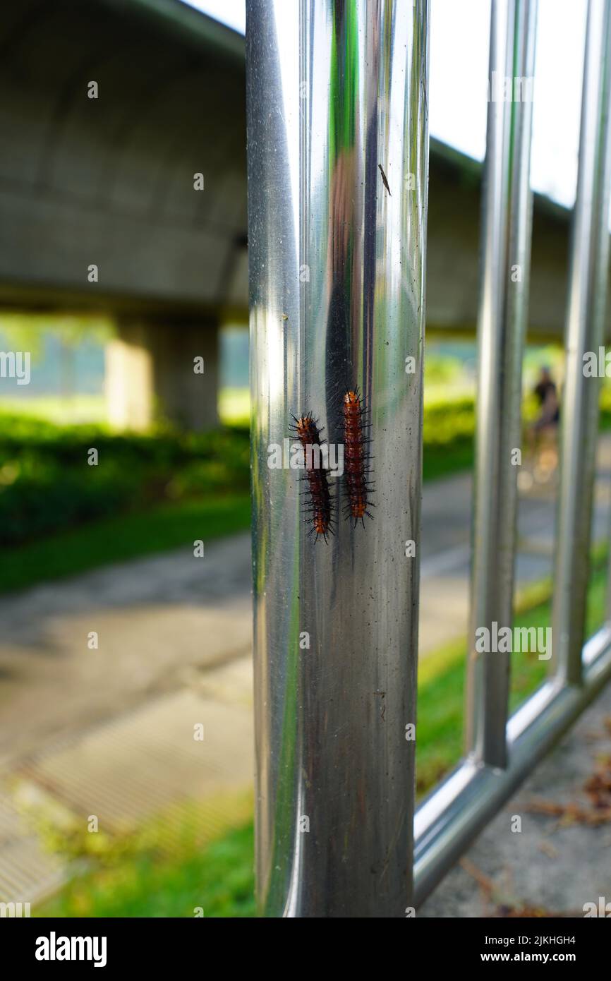 Metallic nature hi-res stock photography and images - Alamy