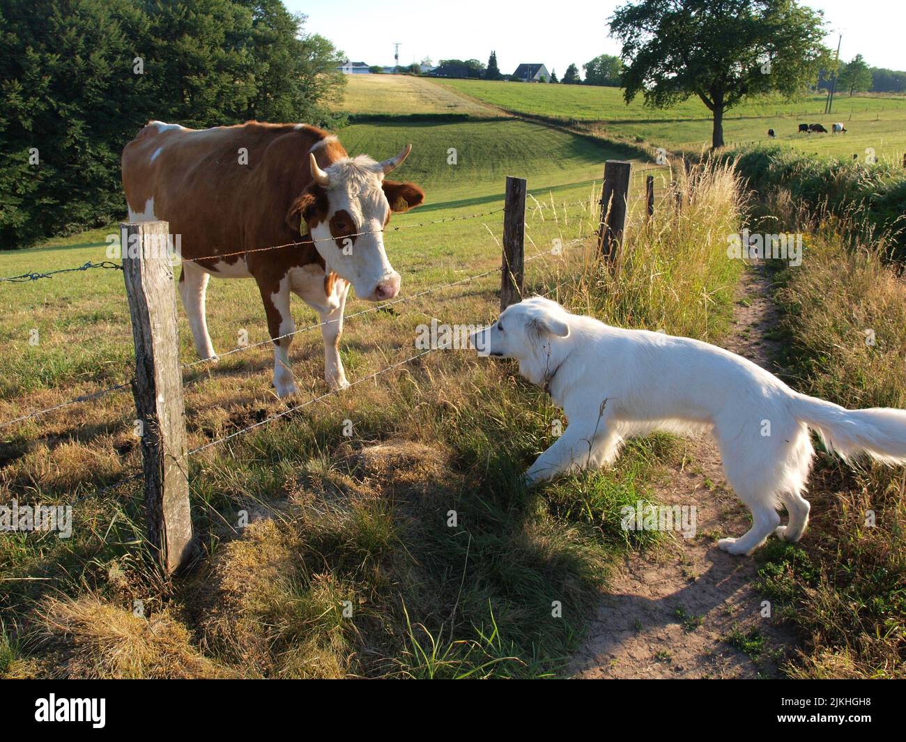 A dog looking at grazing cattle on a field behind barbed wire Stock ...