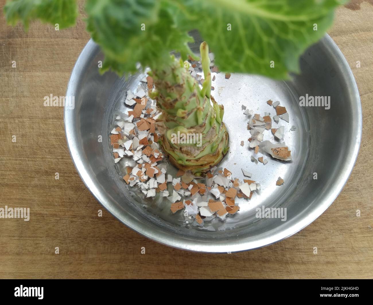 Bread vegetables at home. Fertilizer from egg shells Stock Photo - Alamy