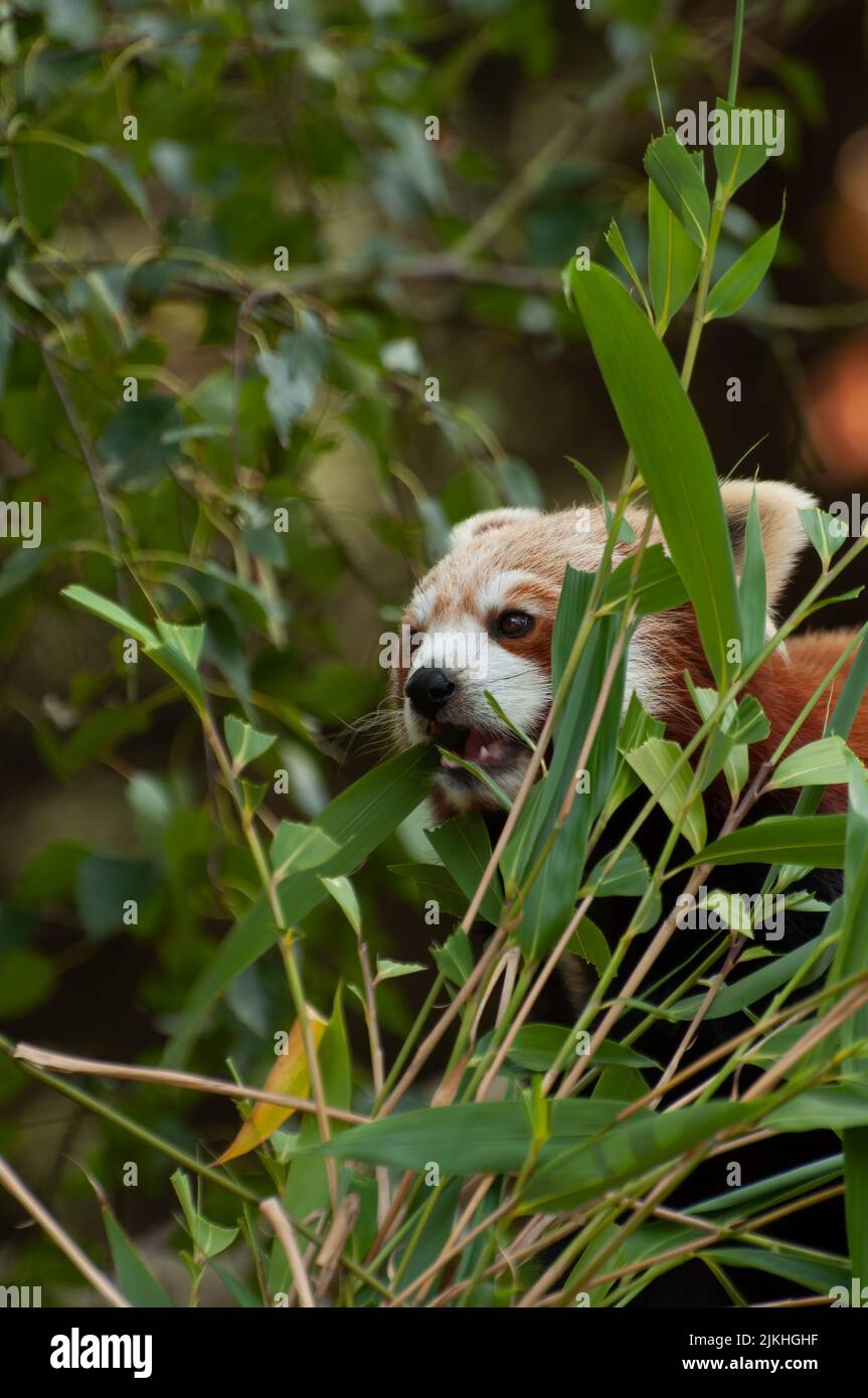 Animal open mouth panda hi-res stock photography and images - Alamy
