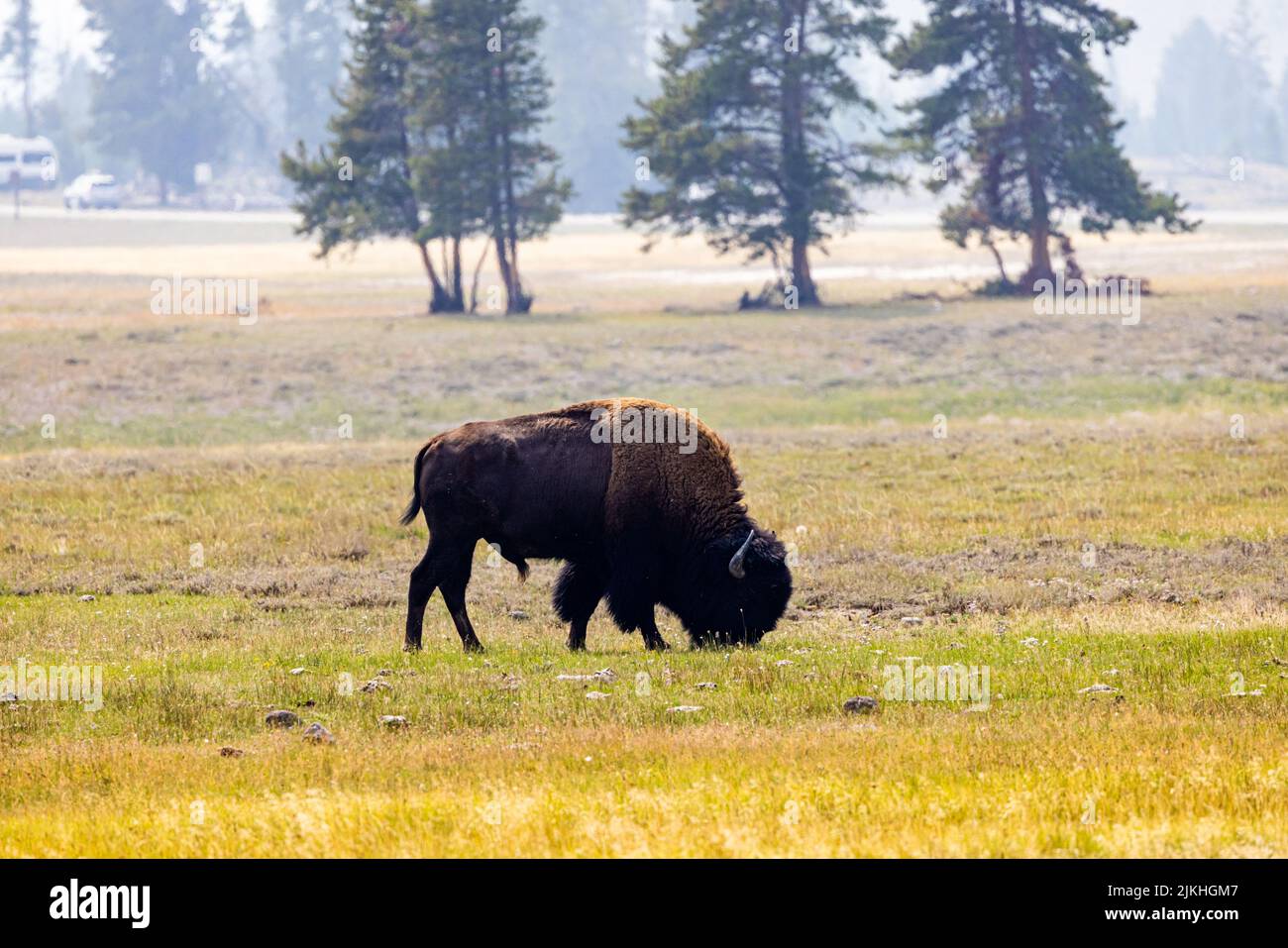 A bison grazing in a field of Yellowstone National Park, United States ...