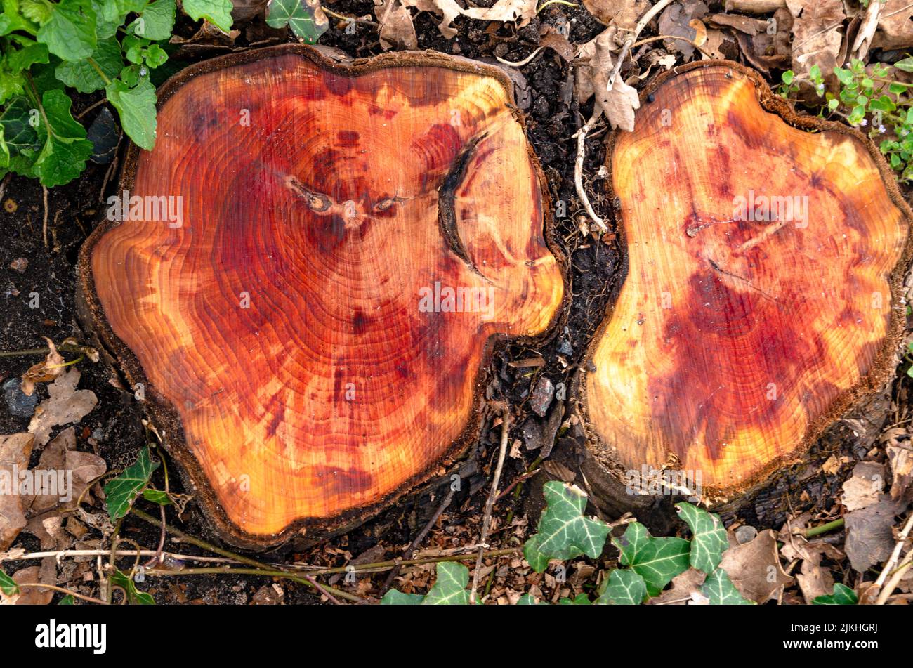 Tree recently fallen hi-res stock photography and images - Alamy