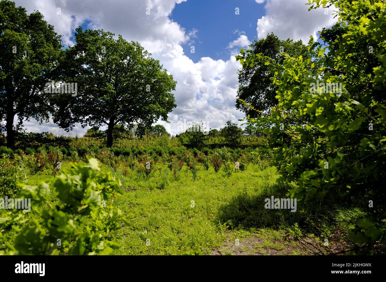 Tree plantation in the spring Stock Photo - Alamy