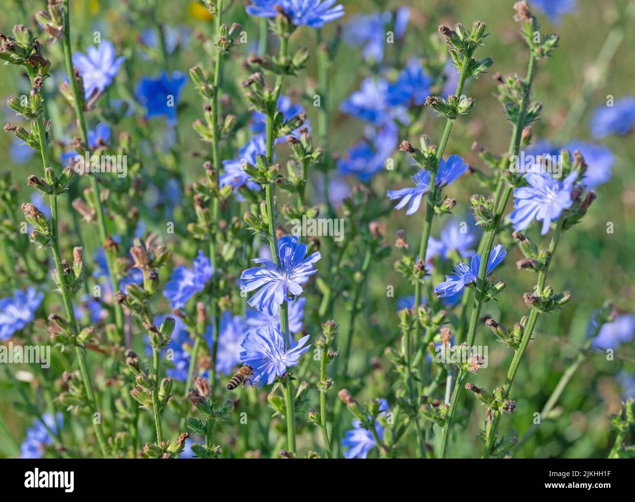 Blooming Cichorium intybus in a close up Stock Photo - Alamy