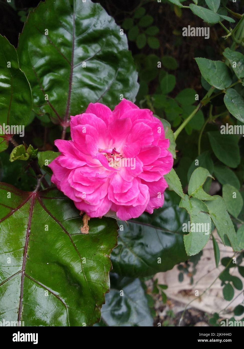 Pink white floral china hi-res stock photography and images - Alamy