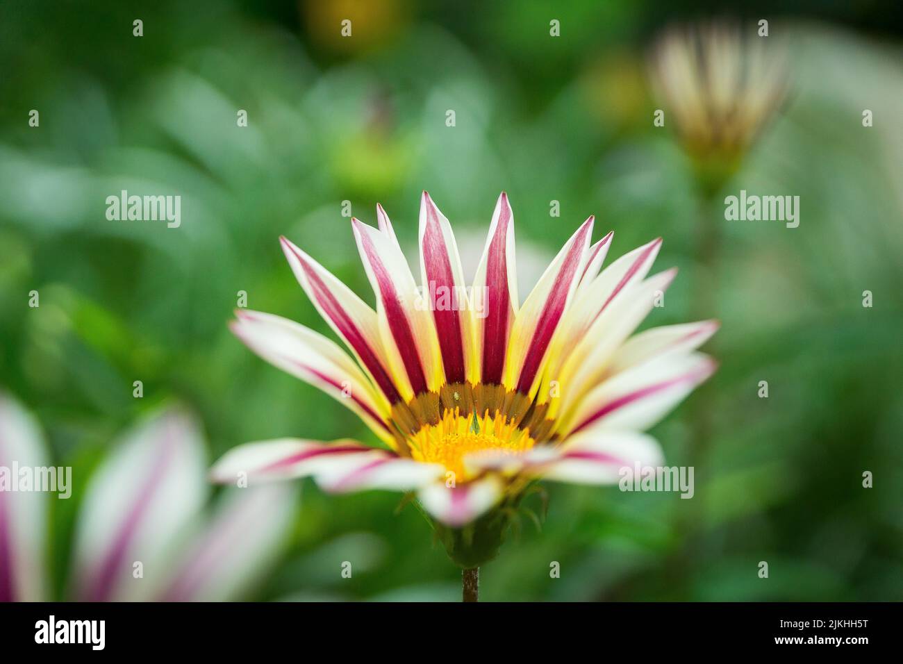 A close-up shot of an African daisy grown in the garden in spring Stock ...