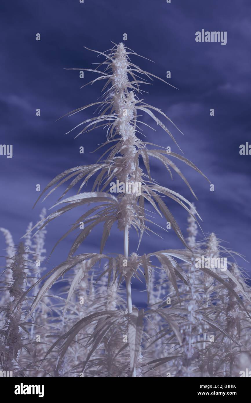 A vertical closeup of a cannabis (Cannabis ruderalis) plant with a ...