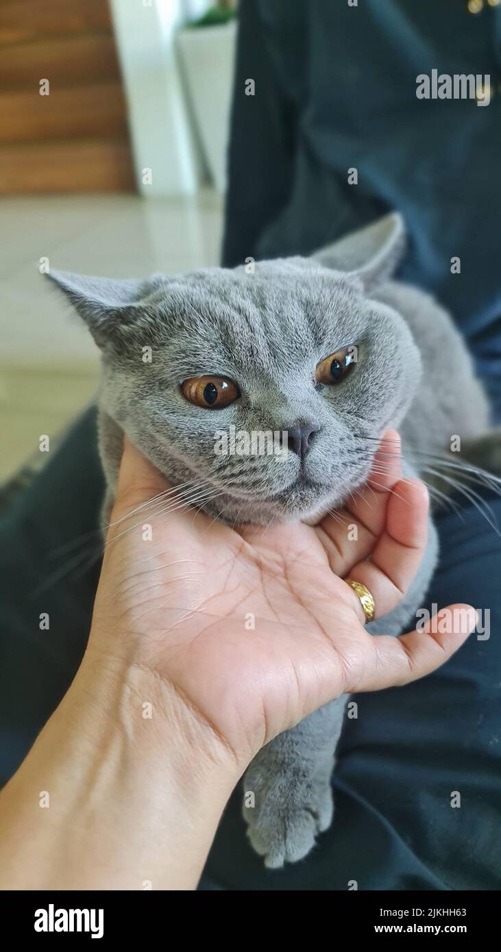 A vertical shot of a hand holding a cute gray cat's face Stock Photo ...