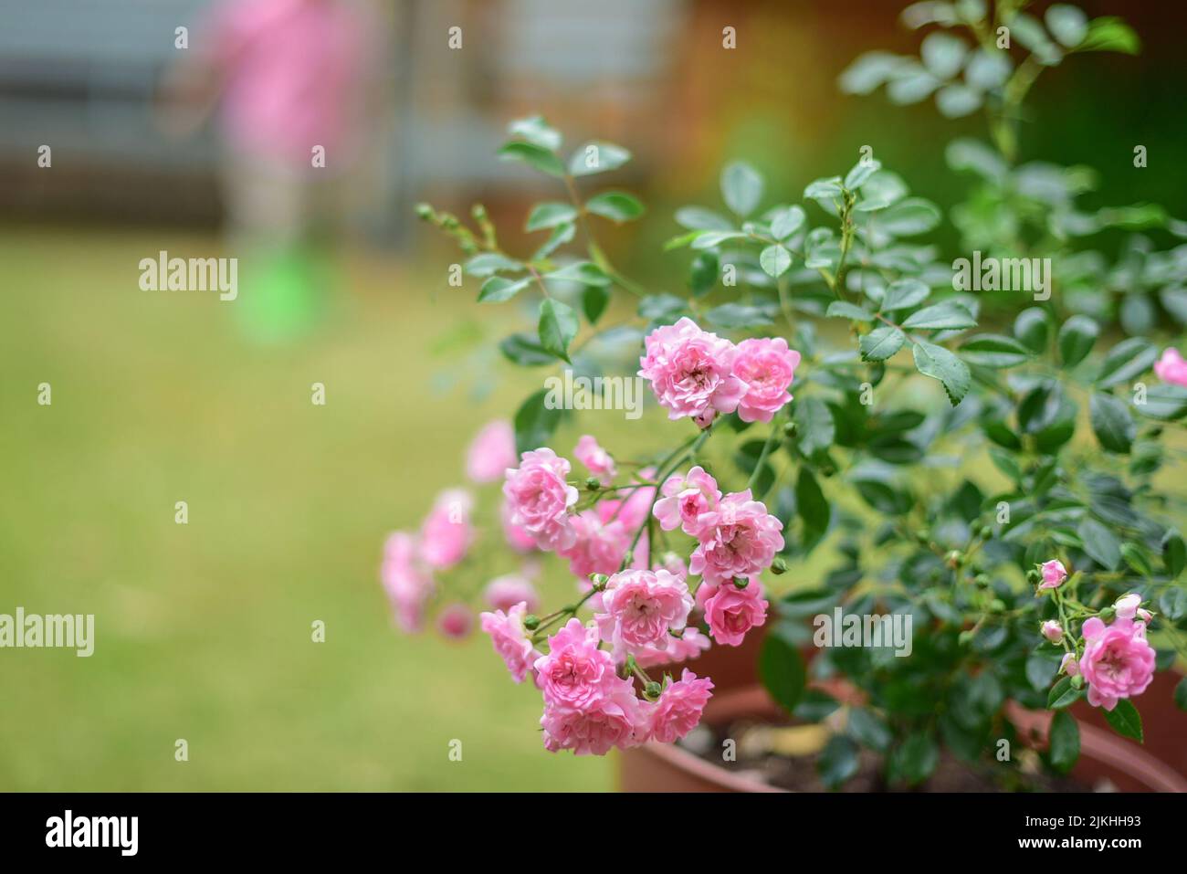 A closeup of a shrub of mini pink roses on a green field background ...